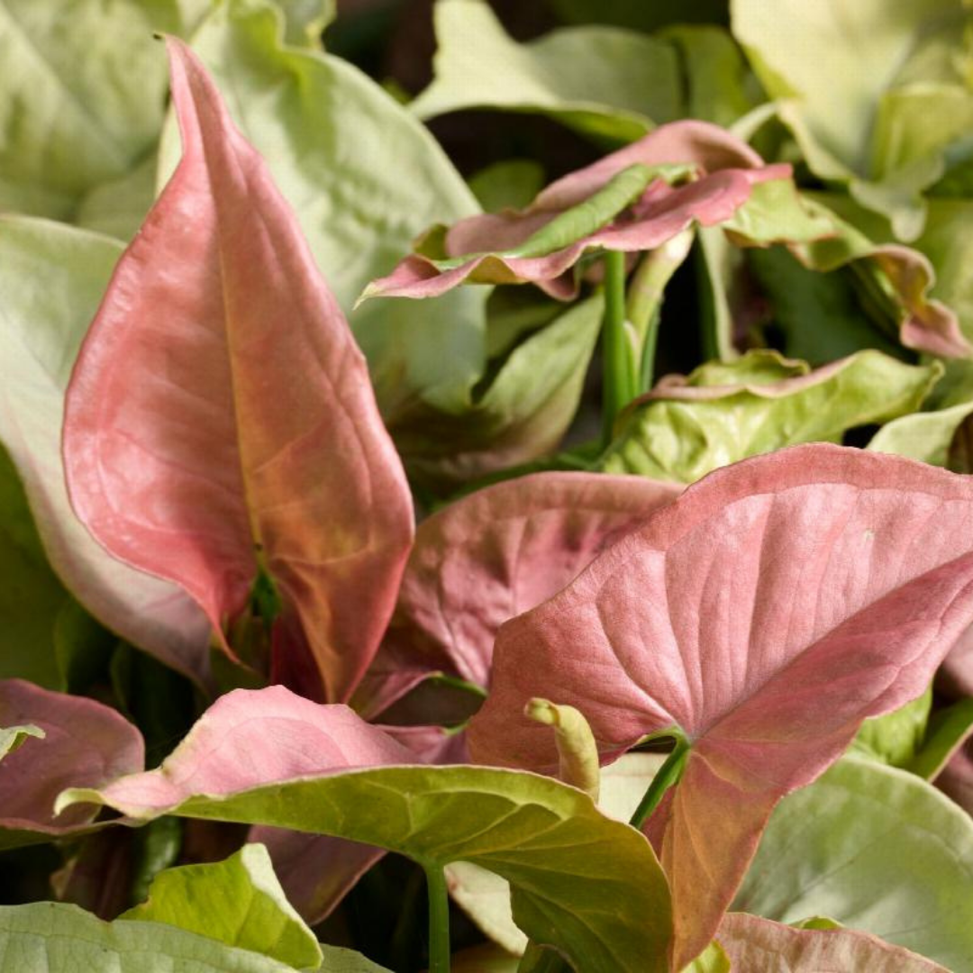 How to Care for Arrowhead Plants: A Beginner's Guide to Thriving Syngo ...