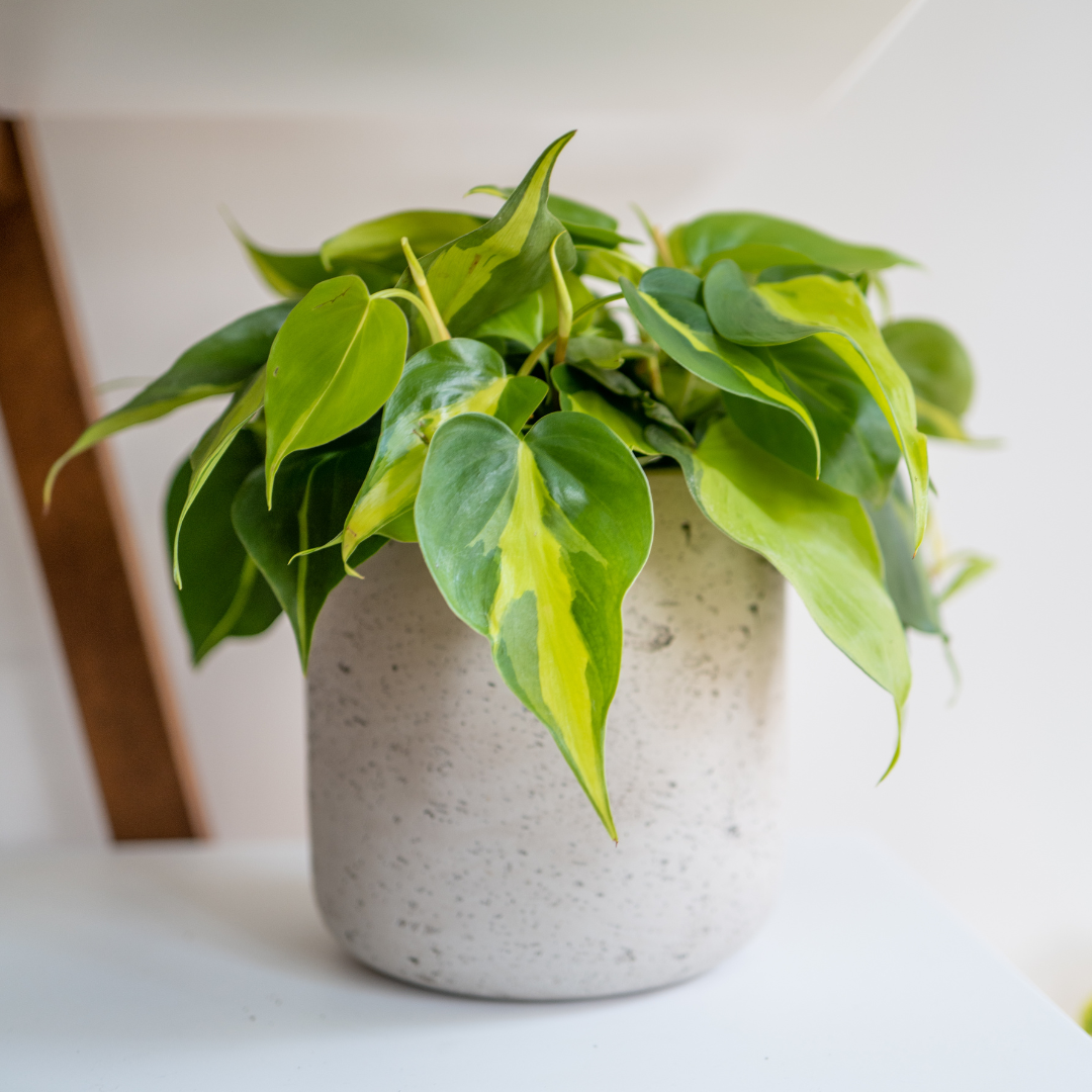 A Guide To Caring For Your Beautiful Philodendron Brasil The