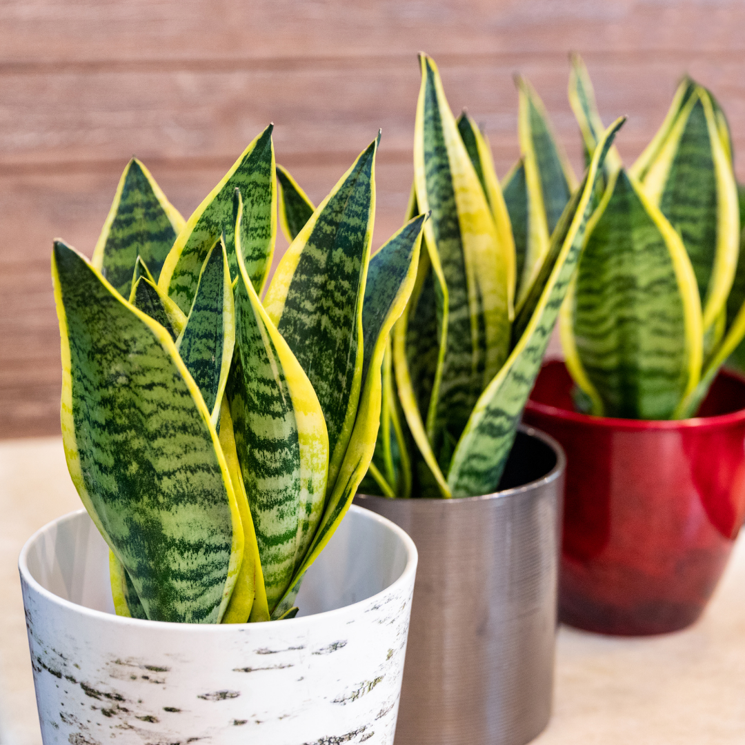 Breathing Easy: The Best Air-Purifying Plants to Bring Fresh Greenery ...