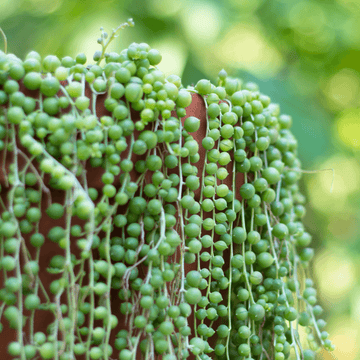 Caring For Your String Of Pearls Plant: The Ultimate Guide – The ...