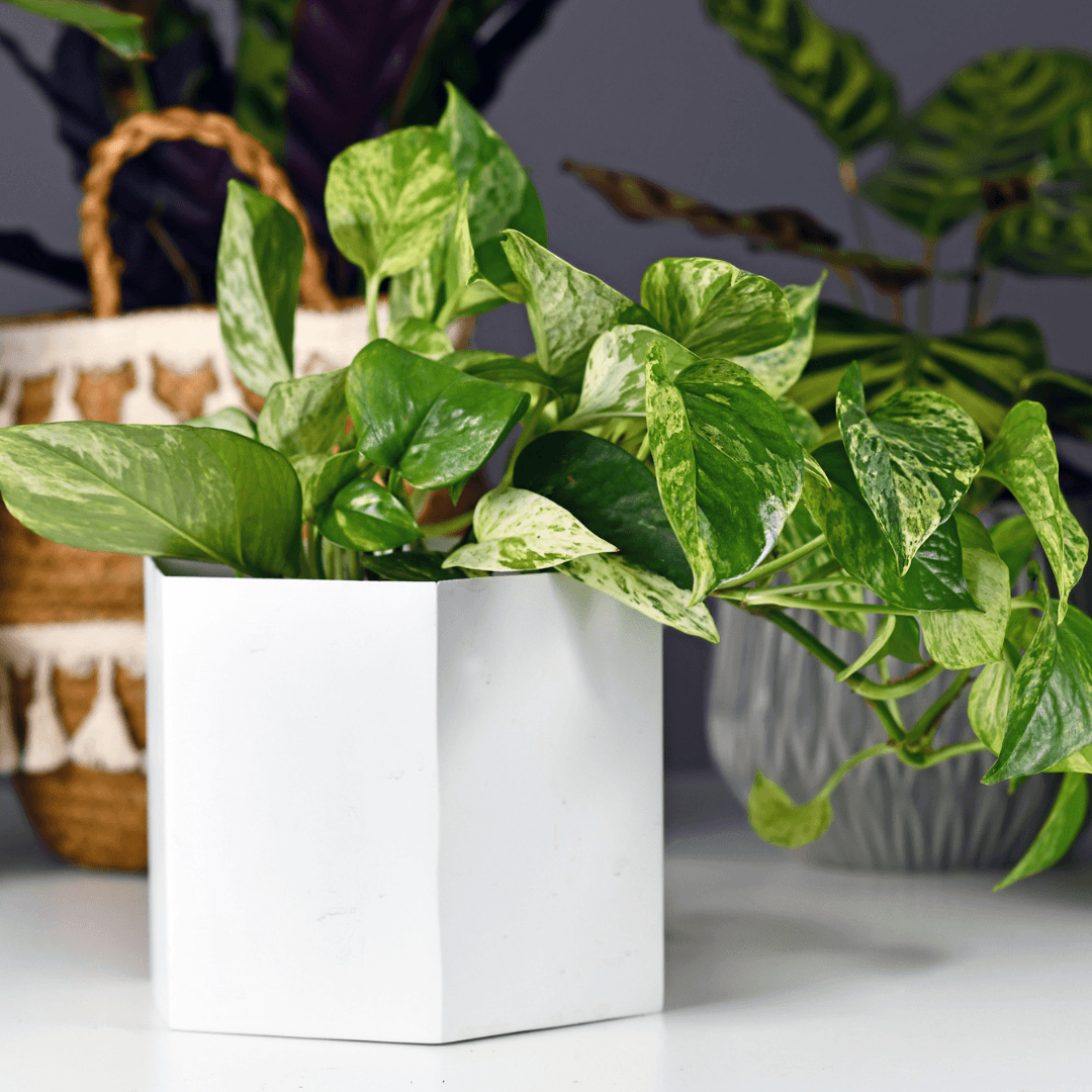 Caring for Marble Queen Pothos | The Botanical Bar