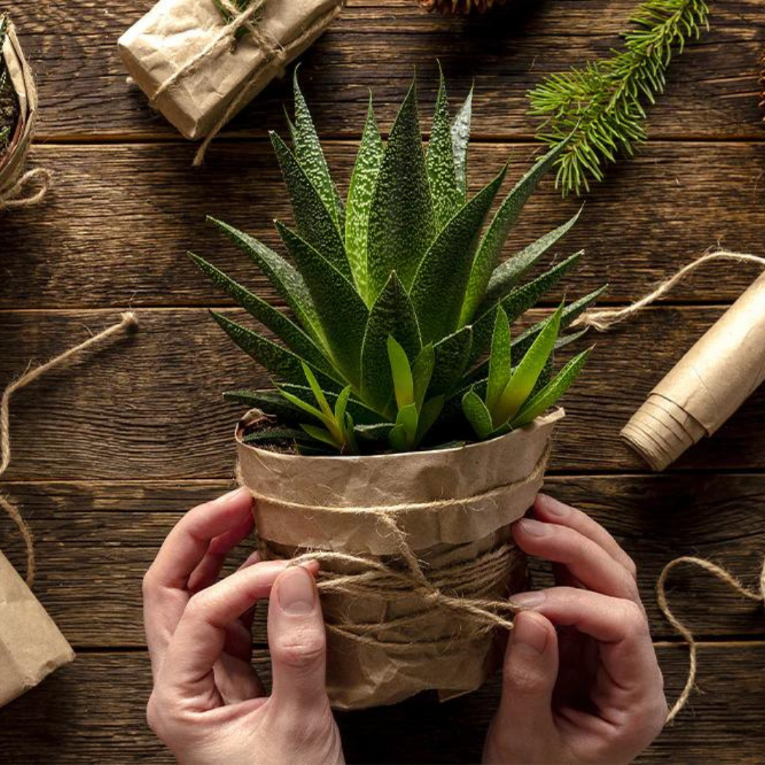 Green Gifts Galore: The Ultimate Plant Lover's Holiday Guide 2023 – The ...