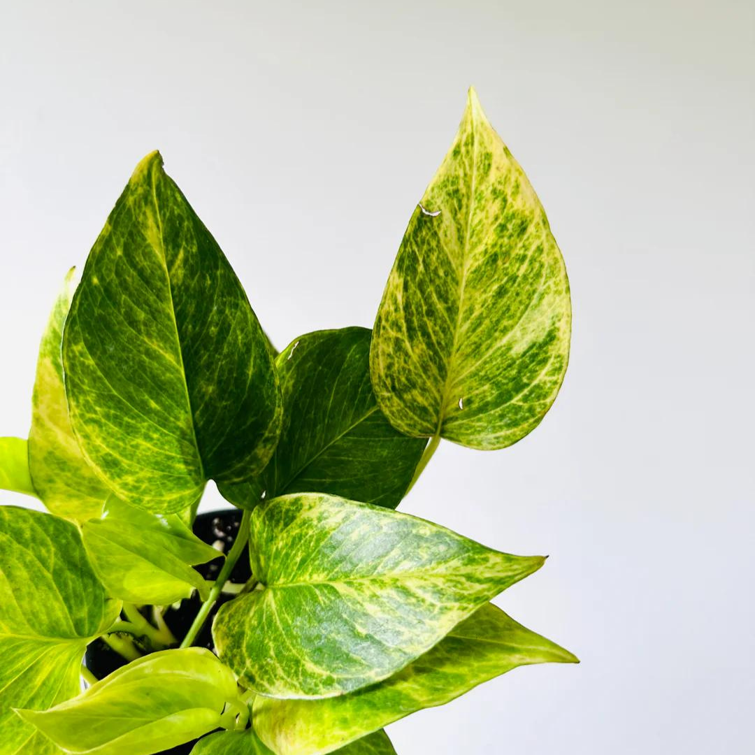 How to Care for Pothos Neon Queen: A New Cultivar | The Botanical Bar