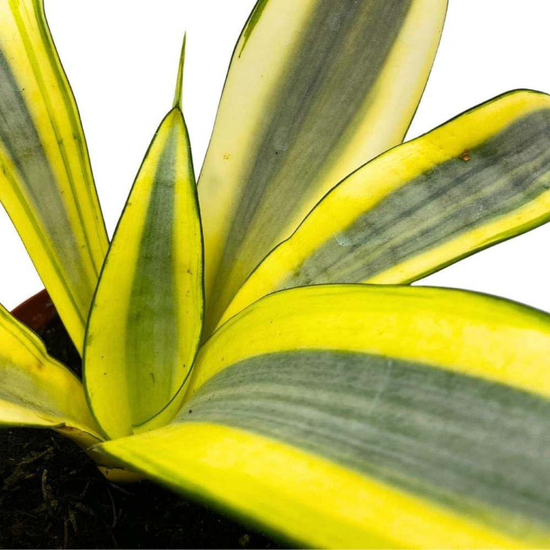 How to Care for Sansevieria trifasciata' Ghost' | The Botanical Bar