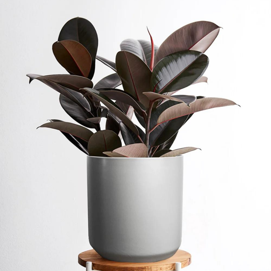 How to Care for Your Rubber Tree – The Botanical Bar