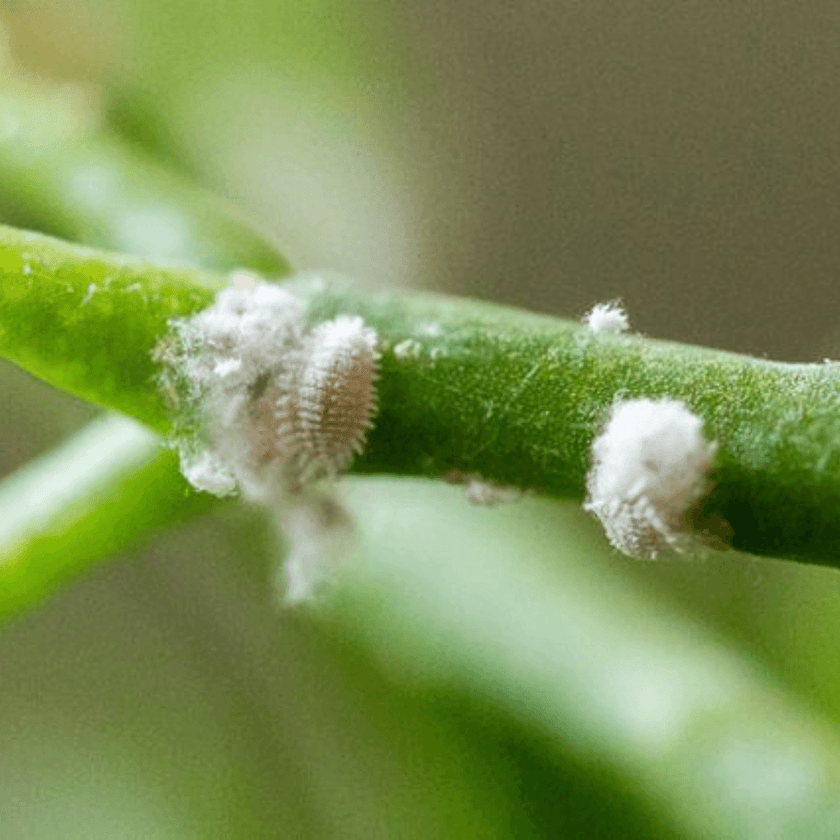 HOW TO GET RID OF MEALYBUGS ON YOUR HOUSEPLANTS, FOR GOOD! – The Botanical Bar