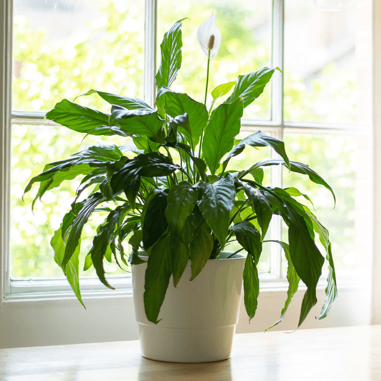 How to Take Care of a Peace Lily Indoors | The Botanical Bar