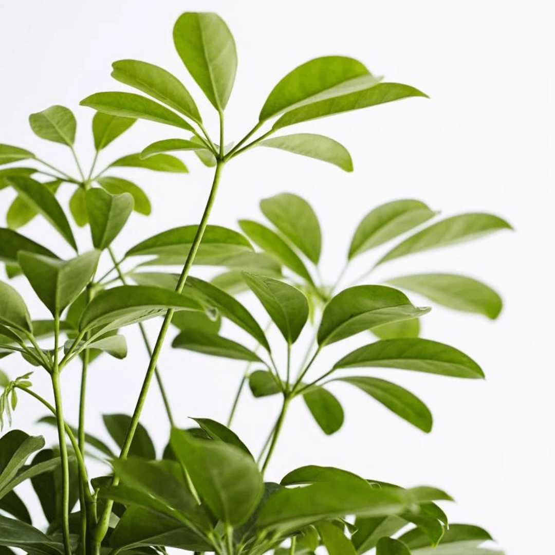 How to care for a Dwarf Umbrella Tree – The Botanical Bar