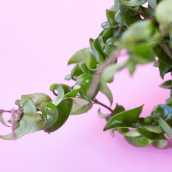 How to care for a Hoya Hindu Rope | The Botanical Bar