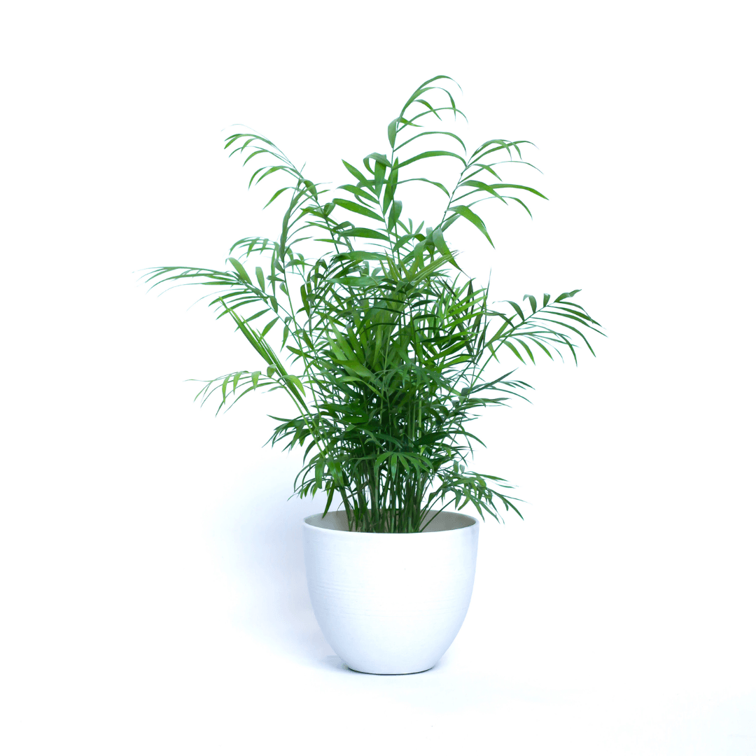 How to care for a Parlor Palm – The Botanical Bar