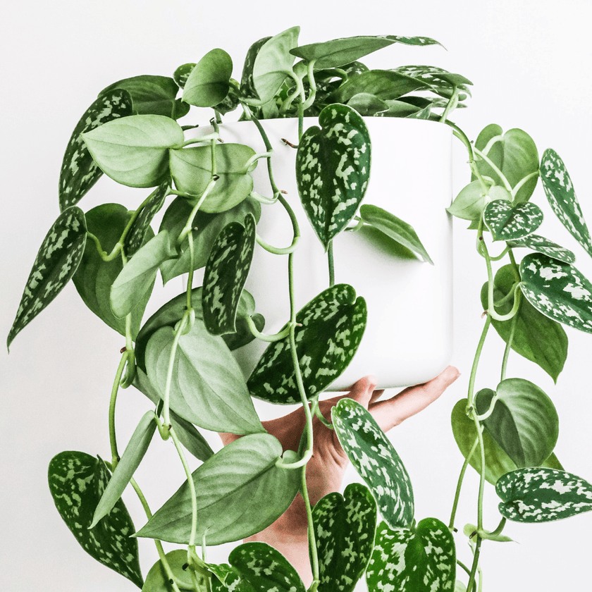 Plant Care Basics: Caring For A Satin Pothos – The Botanical Bar