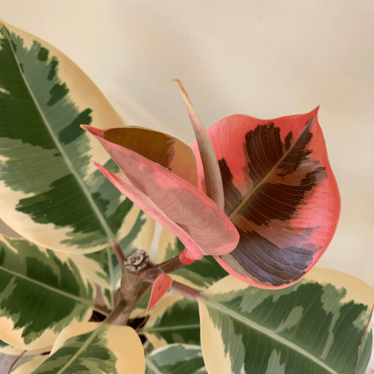 Plant Care Basics: Caring For Your Ficus Elastica 'Variegata' | The ...