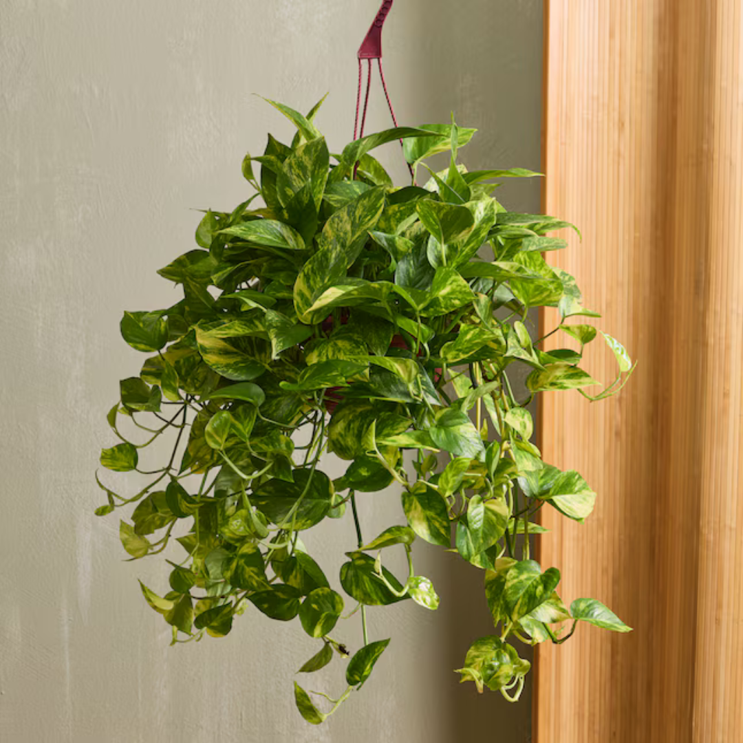 Plants to Bring Good Energy into the New Year