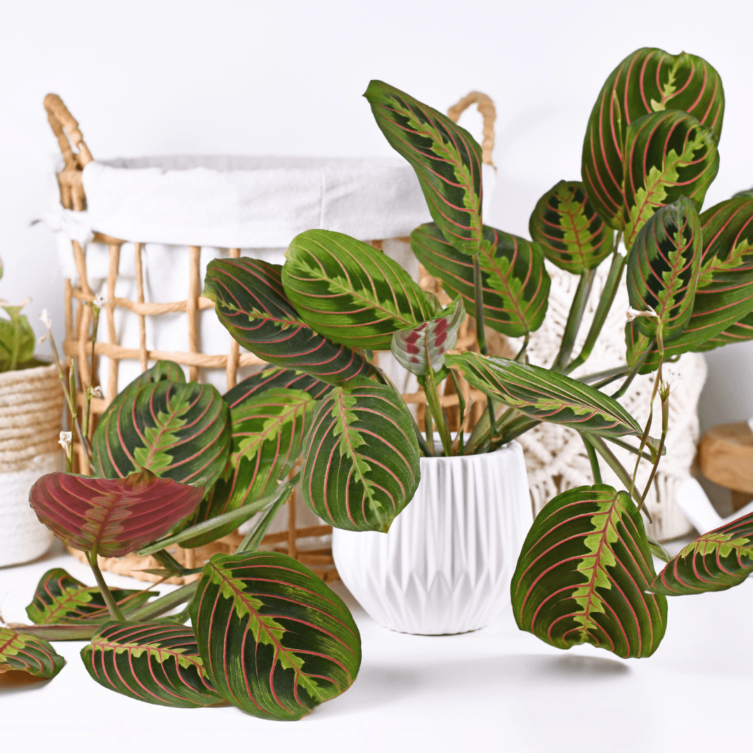 The Essential Guide To Keeping Marantas Healthy – The Botanical Bar