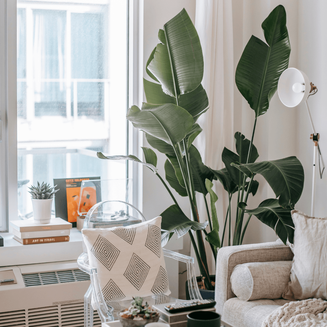 The Healing Power of Plants: Exploring the Benefits of Indoor Greenery ...