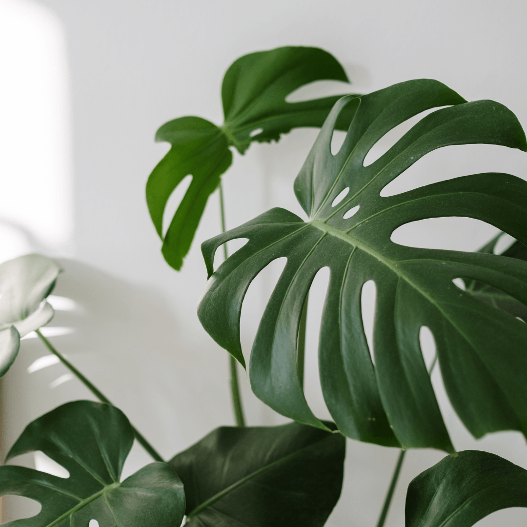 The Ultimate Guide: How to Care for a Monstera Deliciosa – The ...