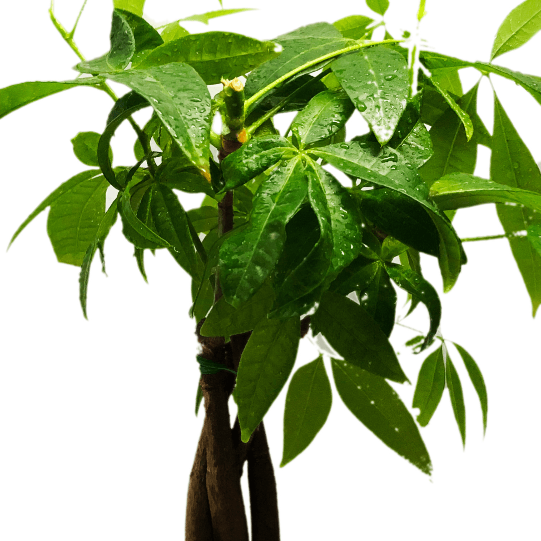 The Ultimate Guide to Propagating a Money Tree: Water Method, Growing ...