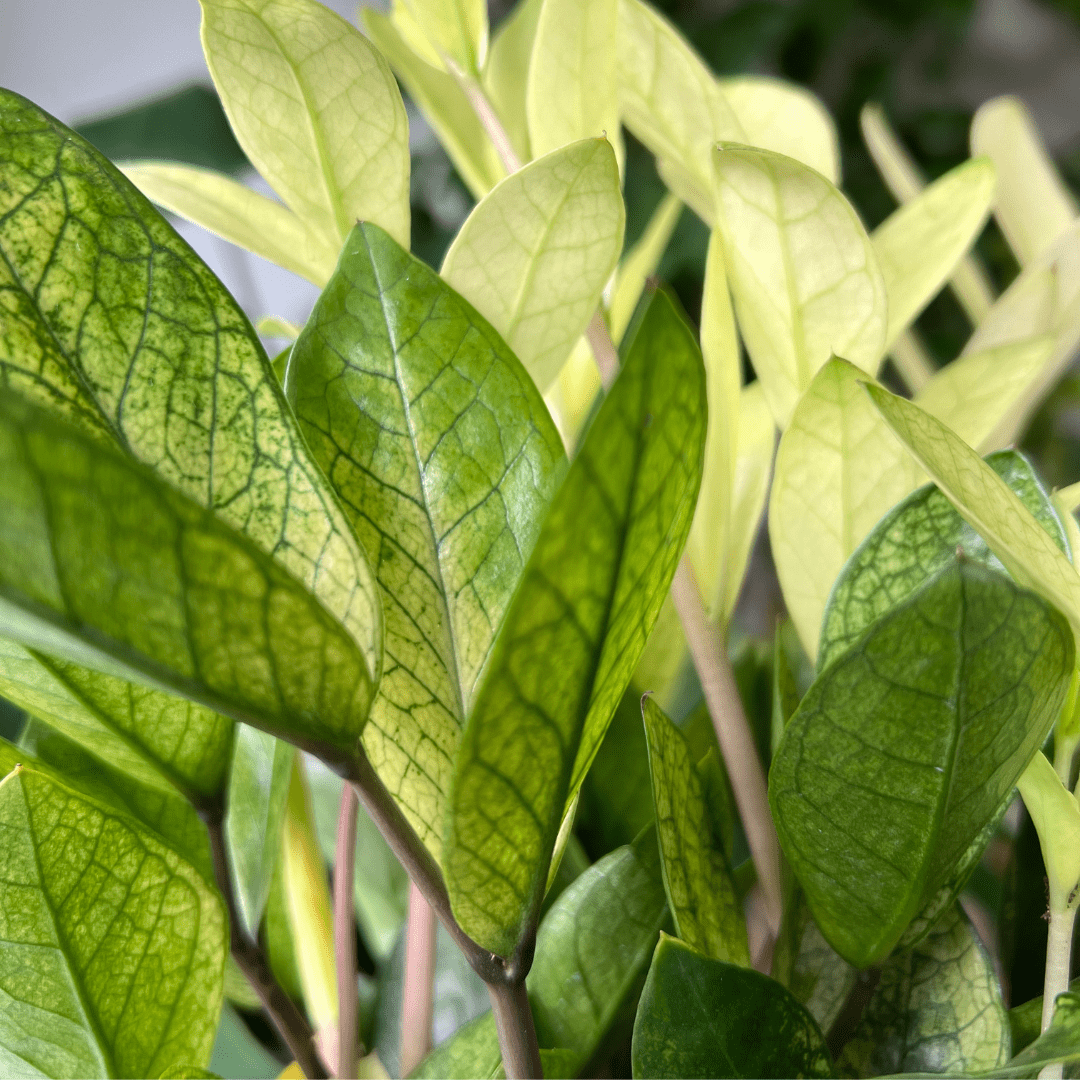 Transitioning Your Beloved Houseplants Indoors After a Hot Summer – The ...