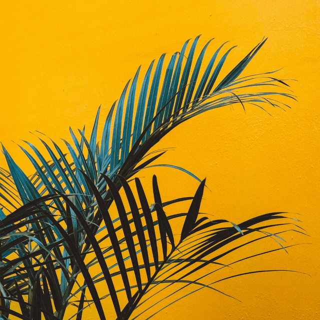 7 Houseplants That Have Native Roots to Africa – The Botanical Bar